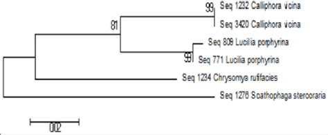 Phylogenetic Tree Based On Maximum Likelihood Method Depicting The
