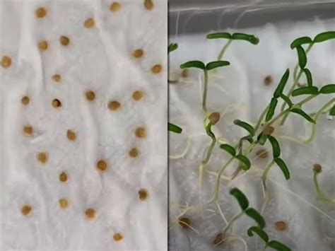 Як виростити потужну розсаду зі здоровим корінням