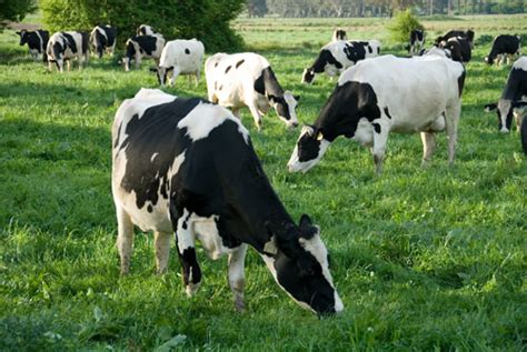 Farm Anatomy How To Milk A Cow Grit