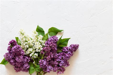 흰색 콘크리트 배경에 라일락의 꽃다발 봄 꽃 구성 복사 공간 상단 보기 0명에 대한 스톡 사진 및 기타 이미지 0명 3월 개념 Istock
