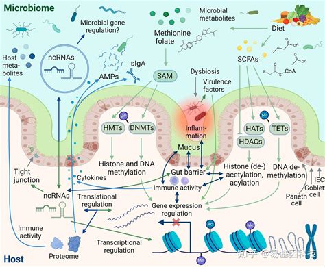 易基因：cell子刊if14：表观基因组 微生物组轴揭示肠道菌群的宿主调控｜深度综述 知乎