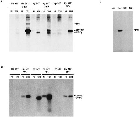 Identification Of Tyrosine Kinases Activated By The Chimera Middle T