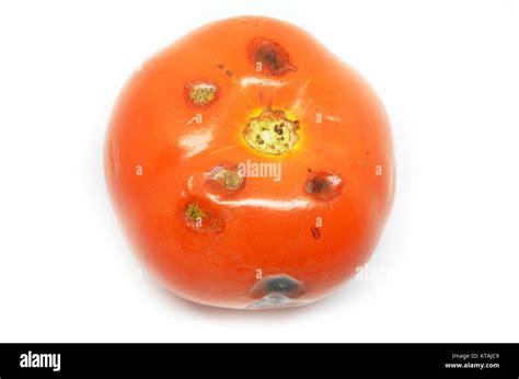 Rotten Tomato Cut Out Stock Images And Pictures Alamy