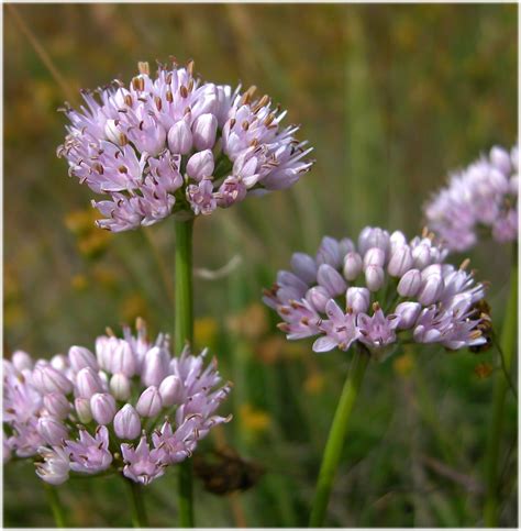 Allium Lusitanicum Heimisch Eulenhof Staudengärtnerei