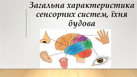 Презентація Загальна характеристика сенсорних систем їхня будова