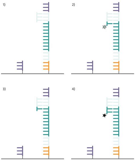 Dna Sequencing Methods From Sanger To Ngs Integra