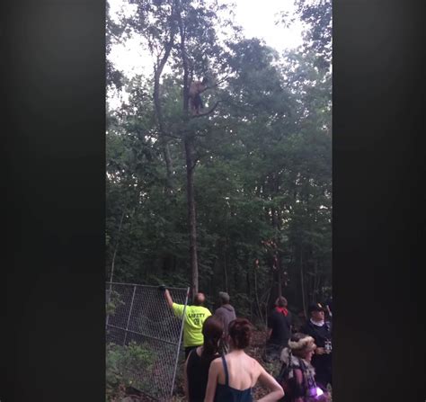 Dancing Man Flashes Crowd From Tree ThisVid
