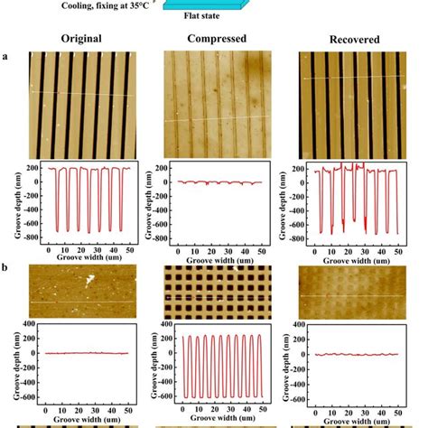 Top Schematic Of The Deformation And Recovery Process And The