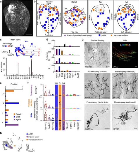 A Multidimensional Coding Architecture Of The Vagal Interoceptive A Multidimensional Coding Architecture Of The Vagal Interoceptive