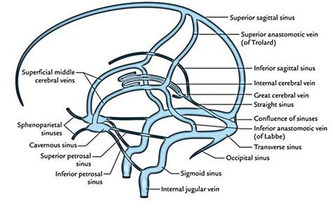 Straight Sinus Cadaver