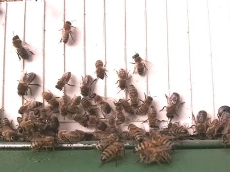 Bee Analytics Roboflow Universe