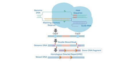大片段dna定点插入或替换 基因编辑服务 科技服务 武汉艾迪晶生物科技有限公司