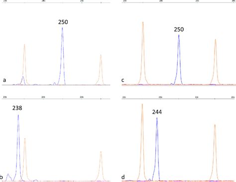 polymorphism in the grf 2d ssr marker fragment analysis of the