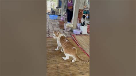 มาวัด ชอบพกอาหารแมวมาเผื่อน้อน😻 ทำบุญ สุขใจ อิ่มบุญ🙏🙏🙏😁😹 วัดป่าอรุนวนาราม มุกดาหาร Youtube