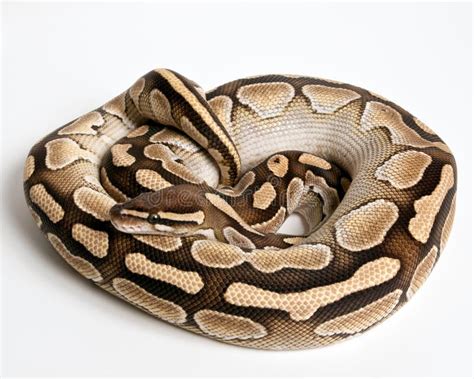 Lesser Ball Python Stock Image Image Of Serpent Royal 263826845