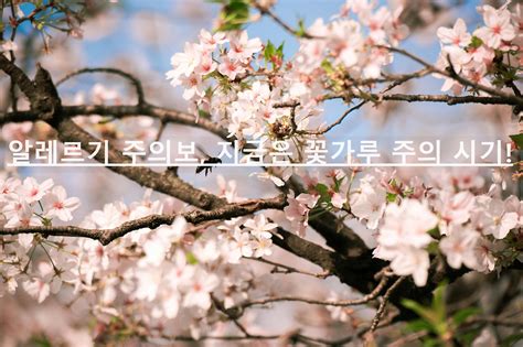 꽃가루 지수 꽃가루 알레르기 계절성 비염 꽃가루 예보 특징 단계 총 정리