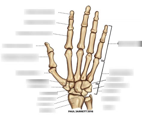 Anatomy Of The Human Wrist Bones Radius Ulna And Carpal Bones
