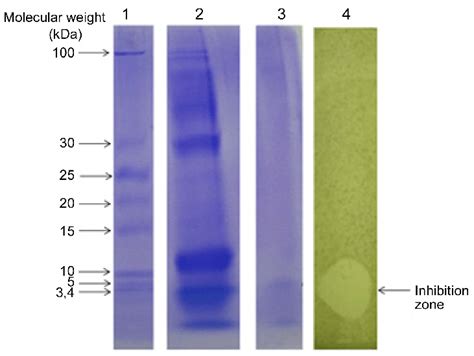 Sds Page Analysis Of Purified Thuricin Bn1 And Direct Detection Of