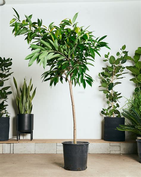 Braided Amstel King Fig Tree Ficus Maclellandii 14 Inch Pot 5 6 F