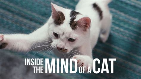 รีวิวสารคดี Netflix Inside The Mind Of A Cat วิธีเข้าใจและได้ใจแมวใน