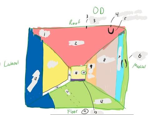 Bones Of The Orbit Drawing Flashcards Quizlet