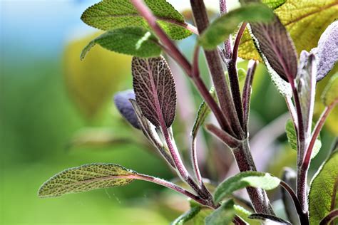 All About Sage ErinNudi