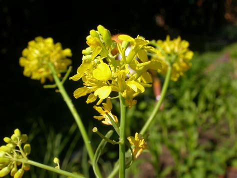 Brassica Nigra Flower