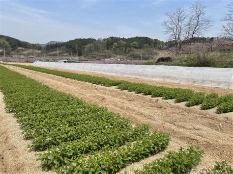 옥천묘목농원 묘목 파는 곳 가을 묘목 심는 시기 유실수 조경수 정원수 산림조합 위탁 농원 나무늘보 네이버 블로그