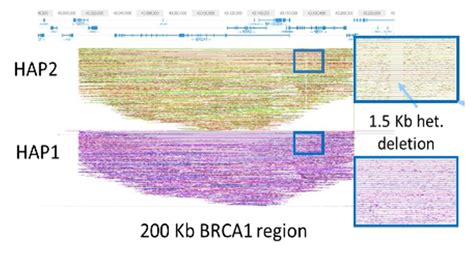 Hls Catch And Tell Seq™ A New Route To Targeted Long Fragment Linked Read Sequencing Sage Science