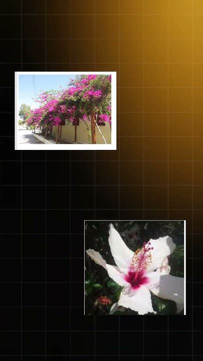 responsive part 6 codingin17 html csscode responsivedesign shorts youtube