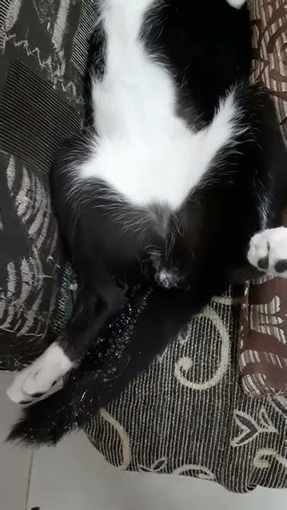 cat peeing while sleeping - YouTube