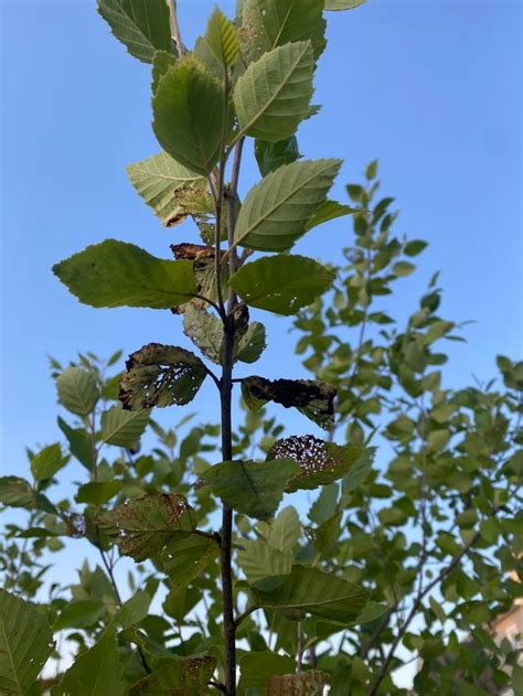 What Is Causing Leaf Damage Rarborists