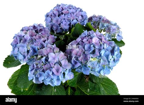 Garden Hydrangea Lace Cap Hydrangea Hydrangea Macrophylla Potted