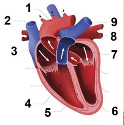 Heart Labeling Diagram Quizlet