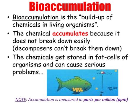 Ppt Bioaccumulation Powerpoint Presentation Free Download Id 3283616