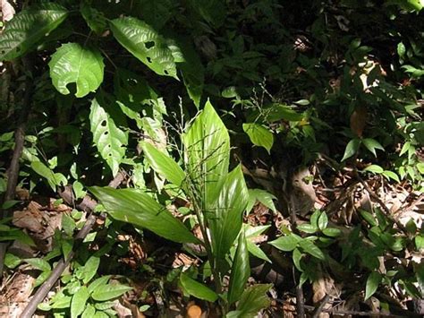 Pharus Latifolius L Plants Of The World Online Kew Science