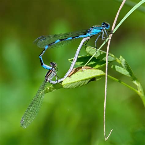 more insect pi birding pi