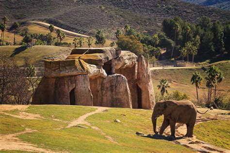 Elephant Valley At The San Diego Safari Park Anne Mckinnell Photography