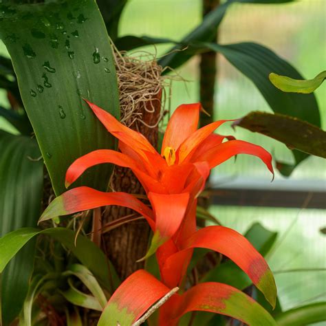 The Bromeliad Guide Plant Detectives