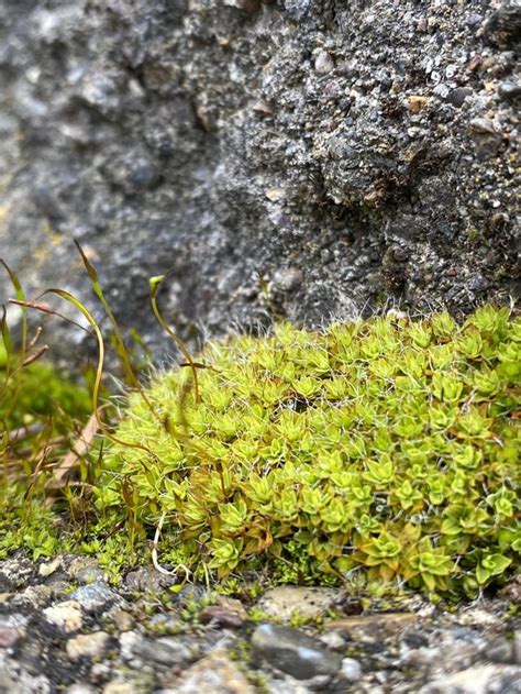 Different Moss Types Hanging Out In The Front Yard Rmoss