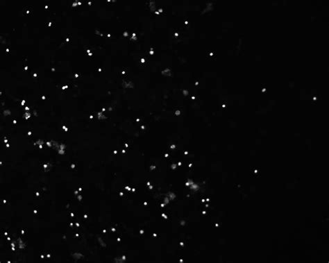 Count Cells On Image Using Python And Opencv Stack Overflow