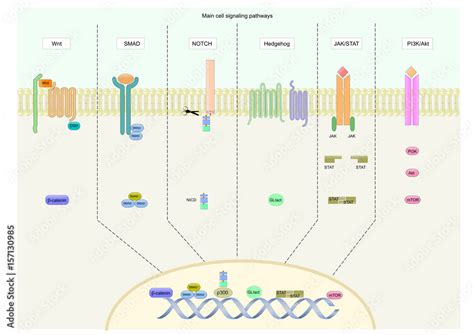 Main Signaling Pathways Involved In Various Cell Functions Stock