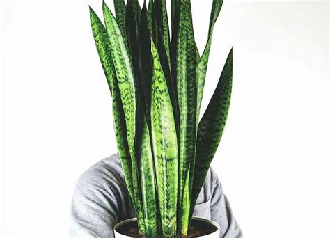 꽃 오래 볼 수 있게 캄파눌라 키우는 방법 월동 물주기 번식 Botanical House