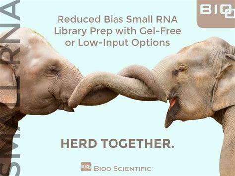 Bioo Scientific Reduced Bias Small Rna Library Prep With Gel Free Or Low Input Options Pdf
