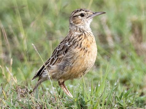 Alondra De Beesley Ebird