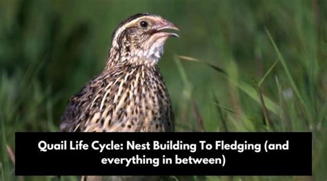 Quail Life Cycle Nest Building To Fledging And Everything In Between