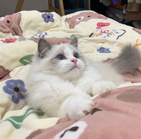 萌宠头像 堆糖，美图壁纸兴趣社区