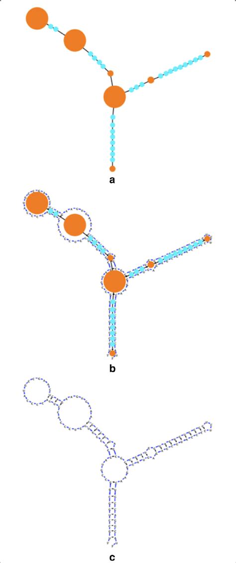 the compressed graph mapped to an rna structure a the main rna
