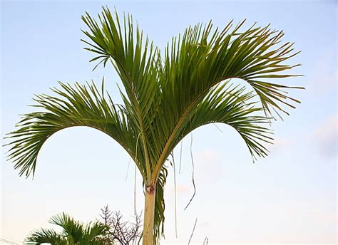 Nipa Background Images Hd Pictures And Wallpaper For Free Download