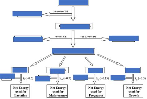 Nutrition Diagram Quizlet